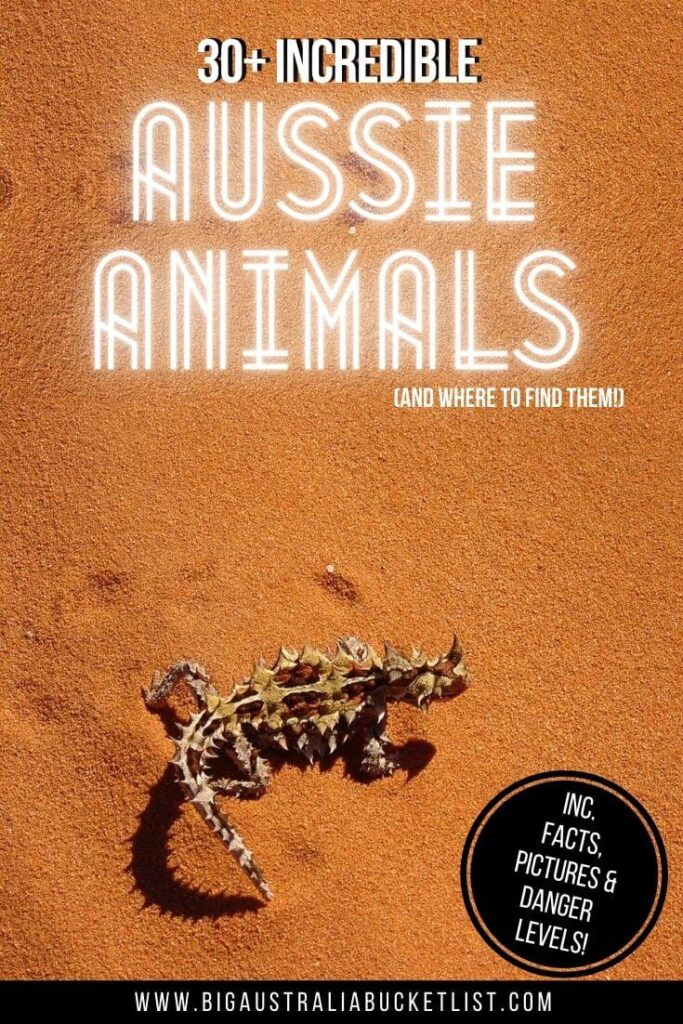 30+ INCREDIBLE Australian Animals (+ Where To Find Them!) | Big ...