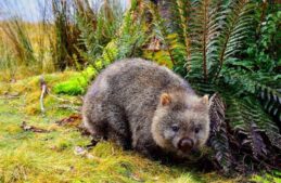 30+ INCREDIBLE Australian Animals (+ Where To Find Them!) | Big ...